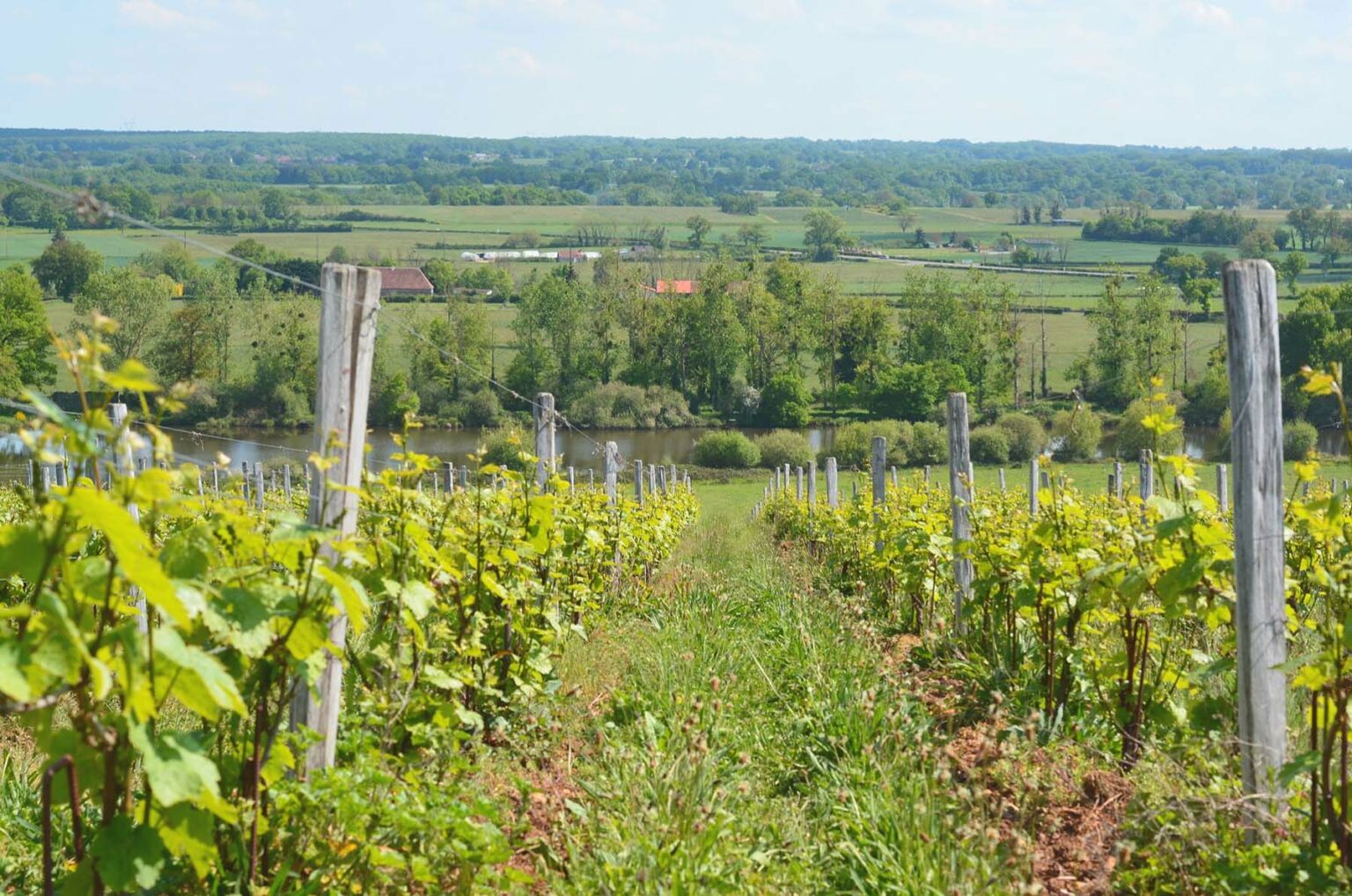 Vignoble AOC - Châteaumeillant